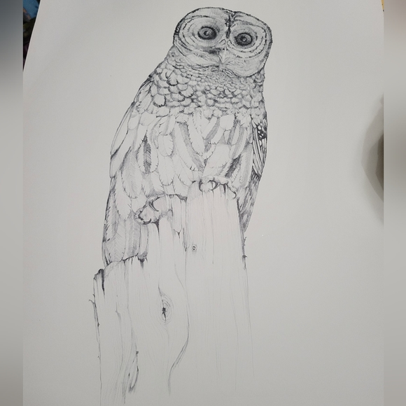 Wall Decor | Barred Owl Wildlife Black And White Pencil Sketch Print H ...